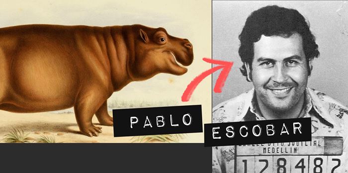 ΠΑΜΠΛΟ ΕΣΚΟΜΠΑΡ